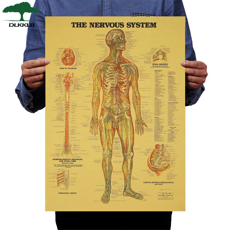 DLKKLB układ nerwowy plakat w stylu Vintage plakat Retro struktura ... DLKKLB układ nerwowy plakat w stylu Vintage plakat Retro struktura ...