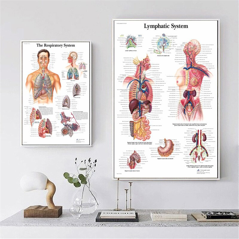 System mięśni anatomii człowieka plakat artystyczny drukuj mapa ciała ...